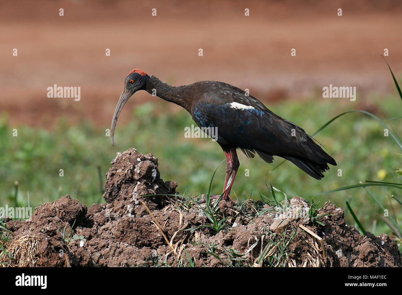Rotes naped -Fotos und -Bildmaterial in hoher Auflösung – Alamy