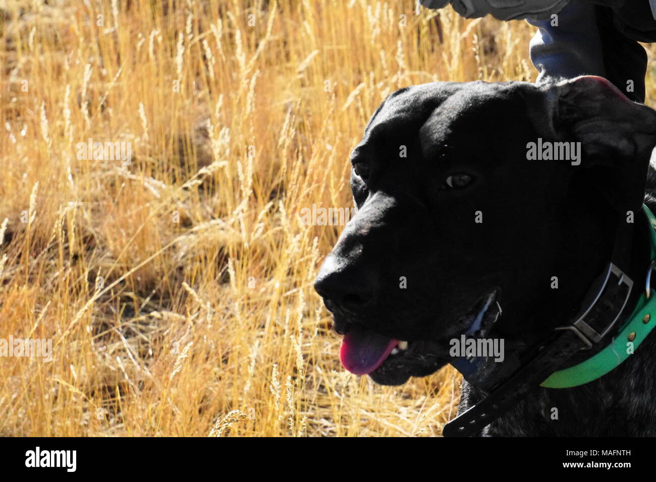 Deutsch kurzhaar zeiger hund -Fotos und -Bildmaterial in hoher ...