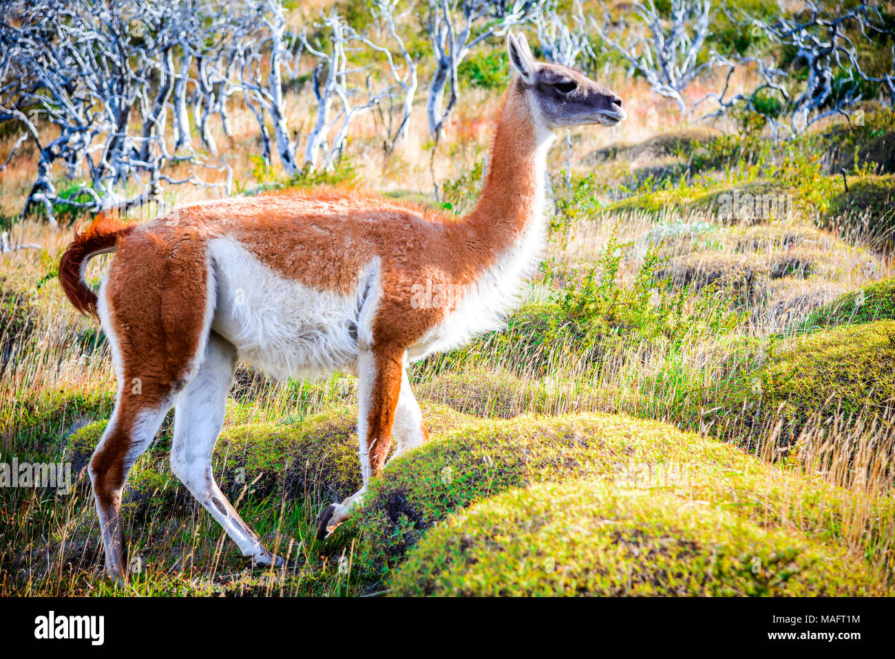 Guanaco torres del paine -Fotos und -Bildmaterial in hoher Auflösung ...