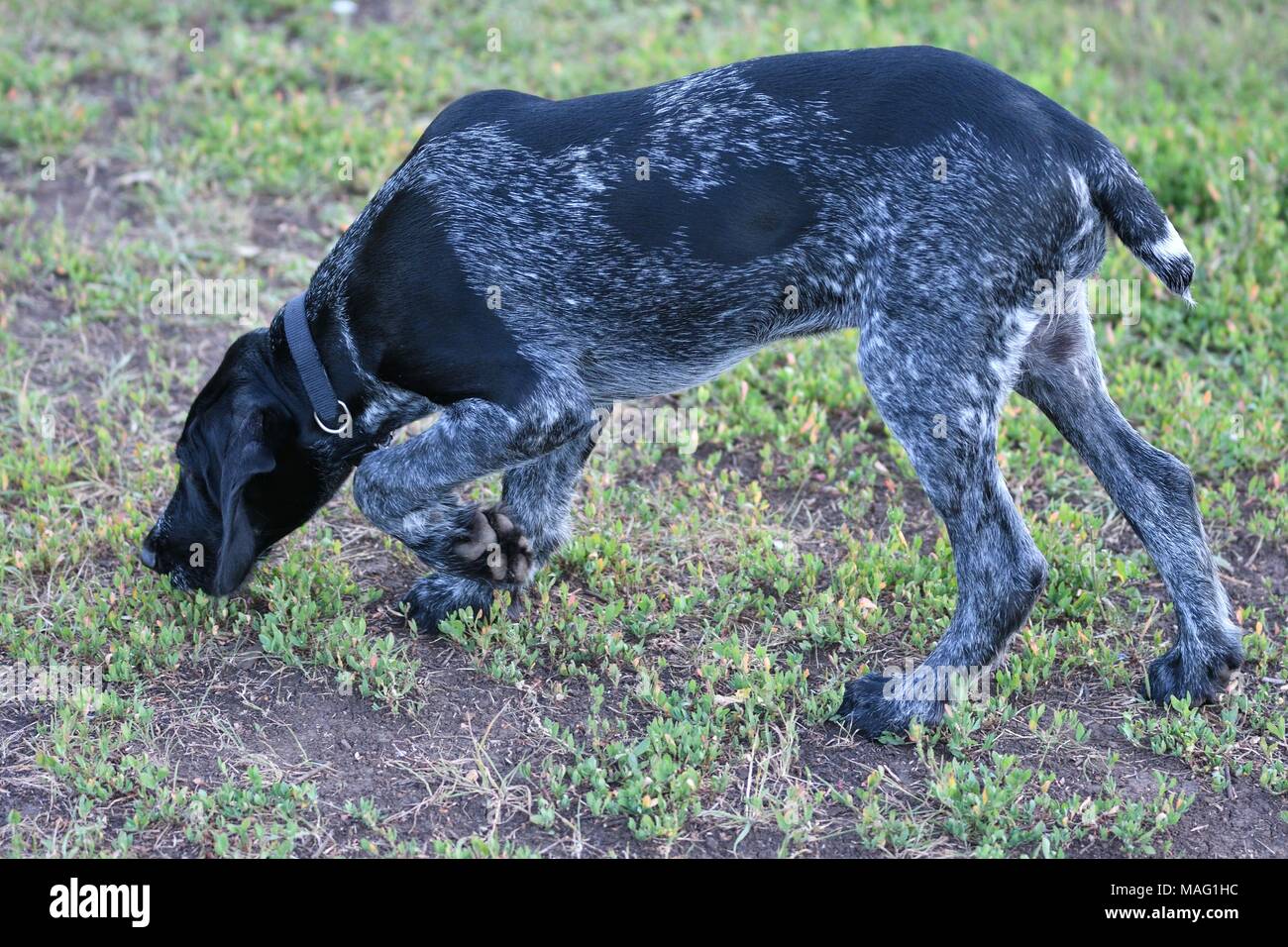 German wirehaired pointer puppy -Fotos und -Bildmaterial in hoher ...
