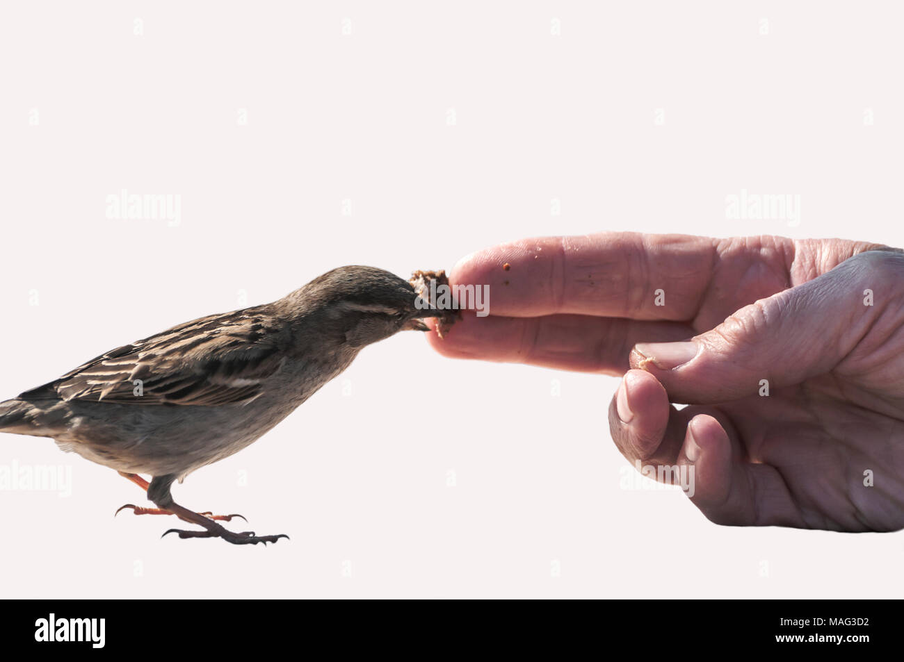 Vogel isst aus deiner hand -Fotos und -Bildmaterial in hoher Auflösung ...