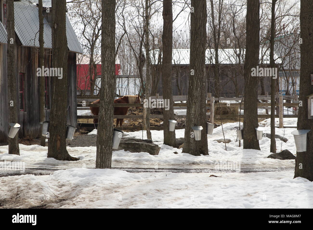 Ahornsirup farm -Fotos und -Bildmaterial in hoher Auflösung – Alamy