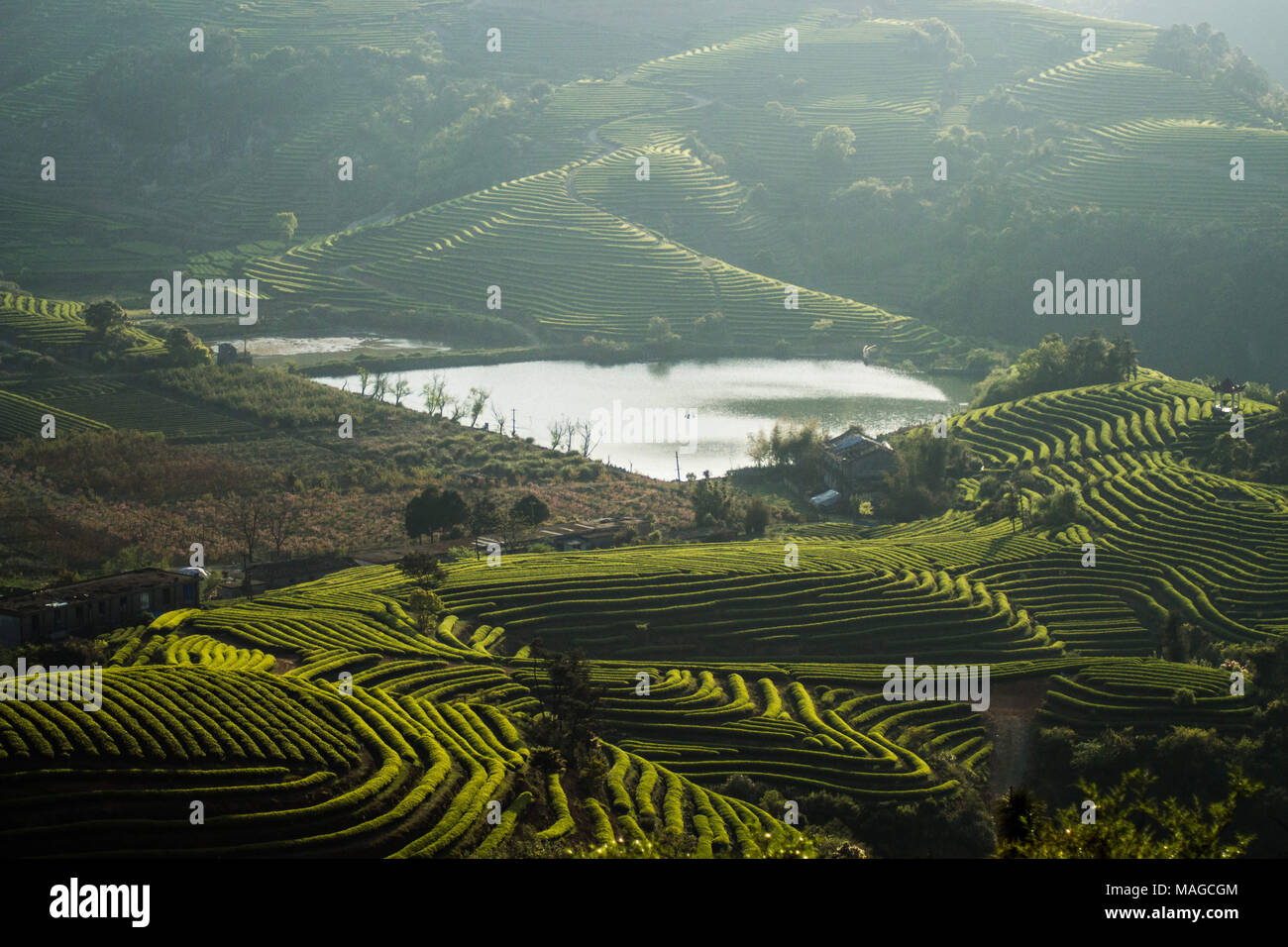 Tea plantation in fujian province -Fotos und -Bildmaterial in hoher ...