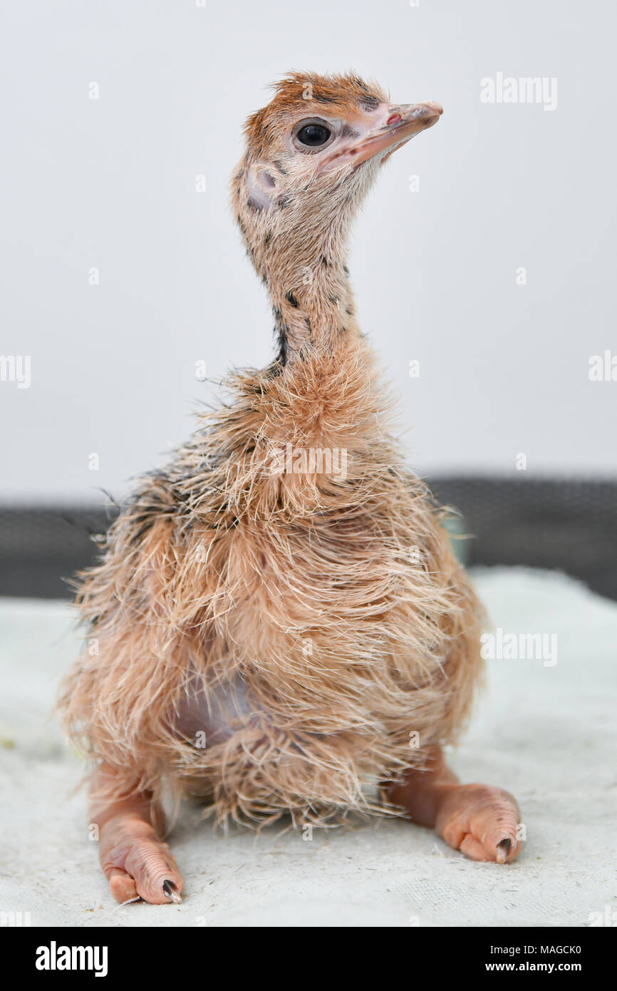 30 März 2018, Deutschland, Ruelzheim: ein Baby strauße der Unterarten ...