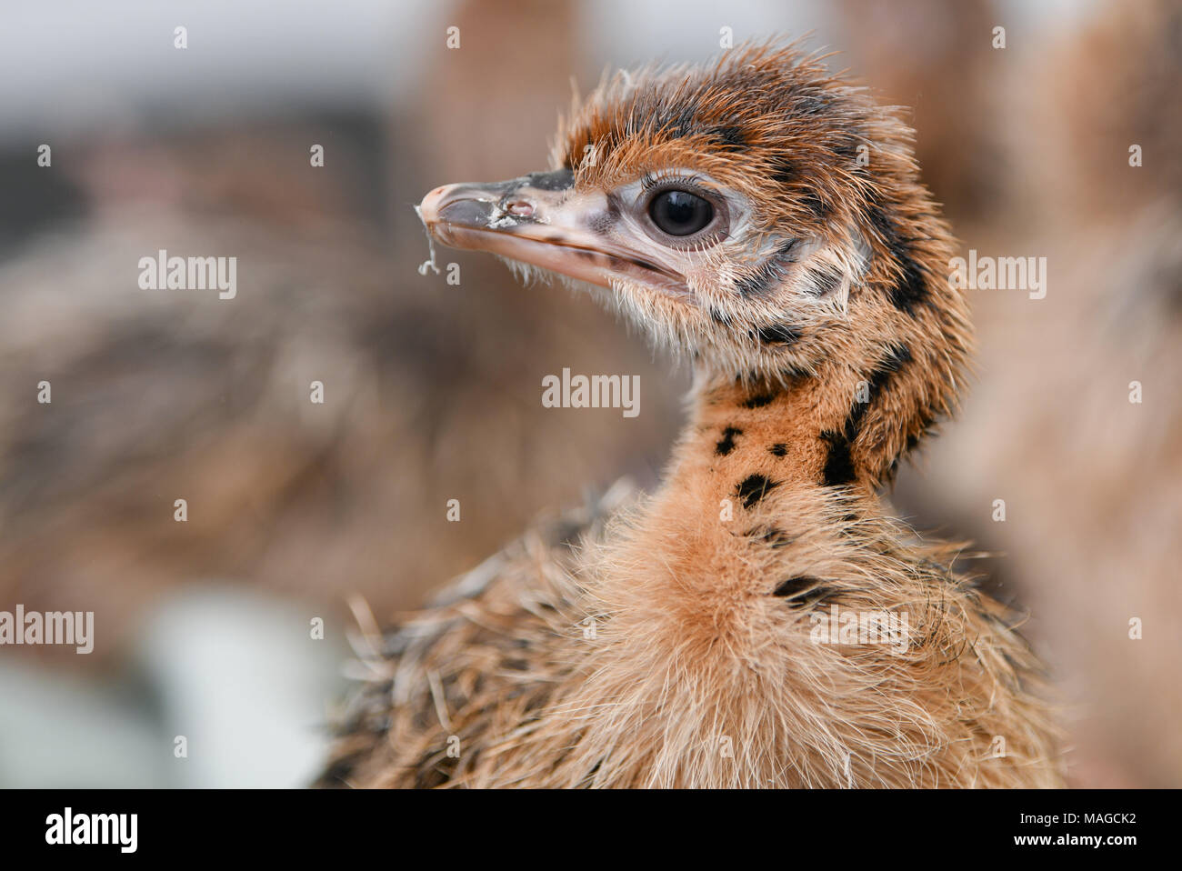 30 März 2018, Deutschland, Ruelzheim: ein Baby strauße der Unterarten ...