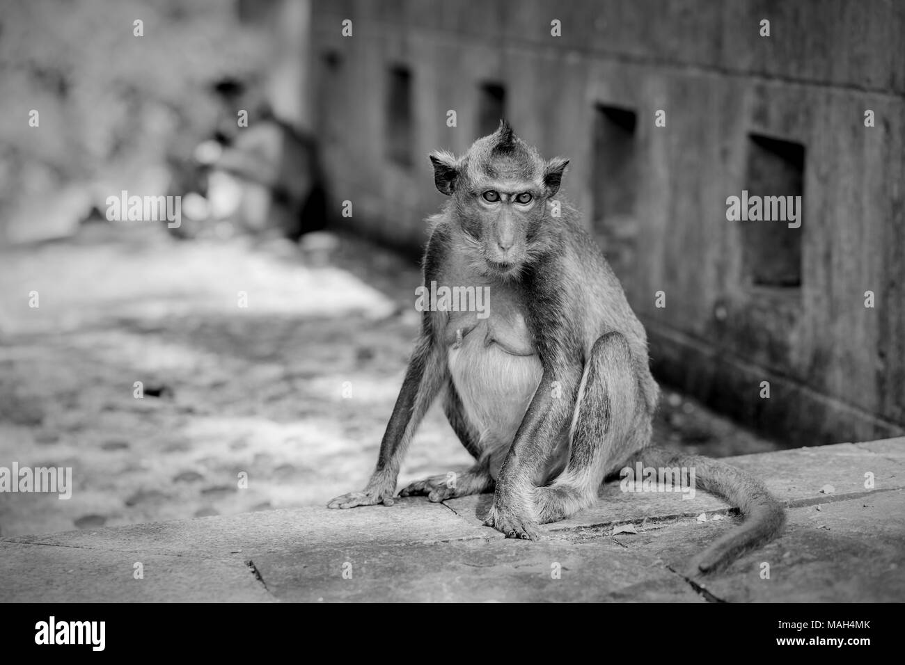 Affensafari zoo Schwarzweiß-Stockfotos und -bilder - Seite 2 - Alamy
