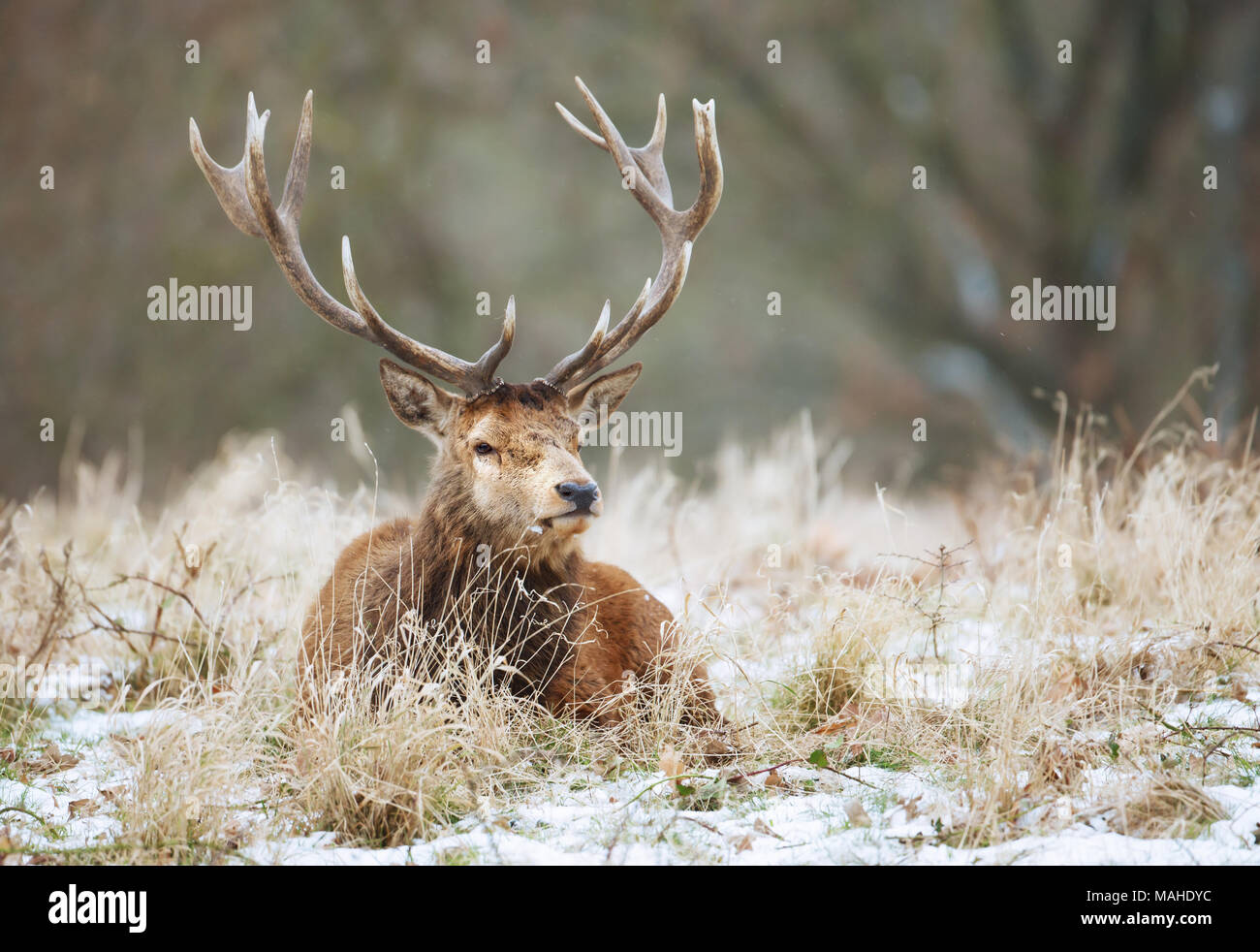 Hirsch auf schnee -Fotos und -Bildmaterial in hoher Auflösung – Alamy