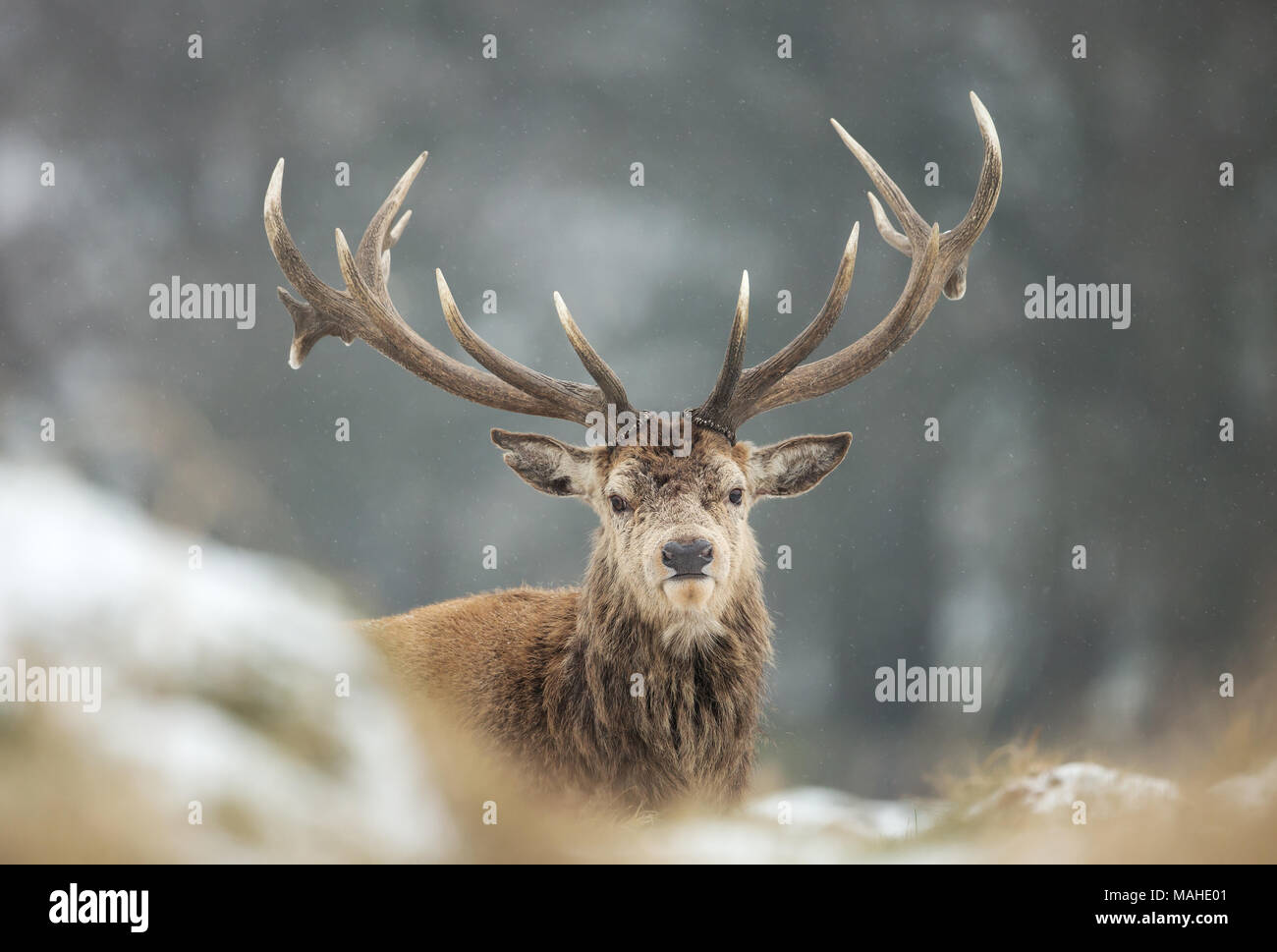 Hirsch auf schnee -Fotos und -Bildmaterial in hoher Auflösung – Alamy