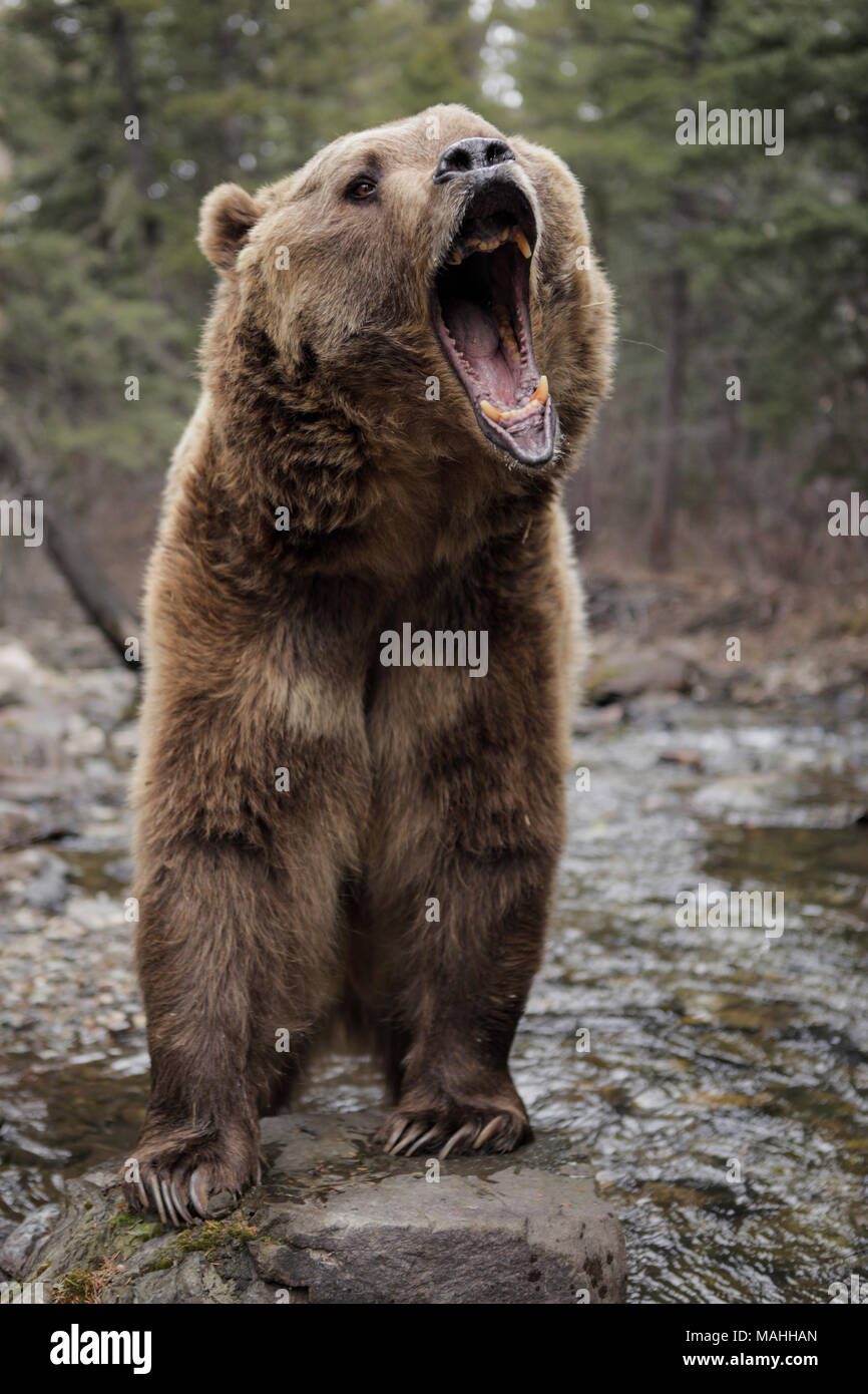 Roar grizzly bear -Fotos und -Bildmaterial in hoher Auflösung – Alamy