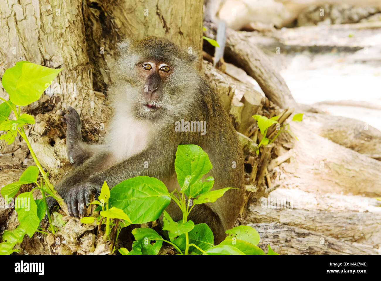 Affe auf baum -Fotos und -Bildmaterial in hoher Auflösung – Alamy