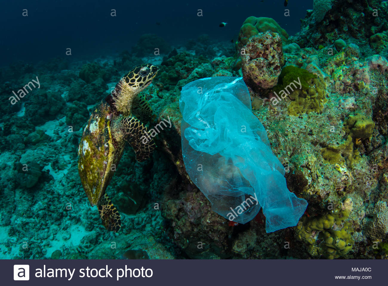 Fish Plastic Pollution Stockfotos & Fish Plastic Pollution Bilder - Alamy
