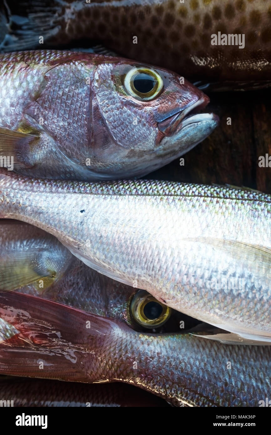 Schnapperfisch -Fotos und -Bildmaterial in hoher Auflösung – Alamy