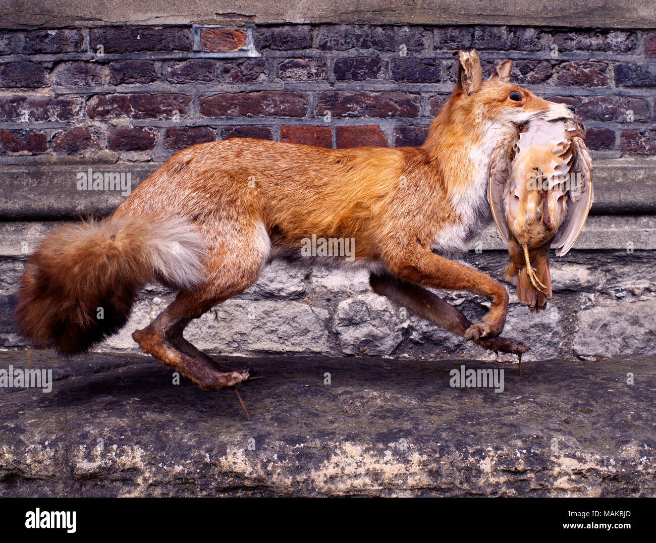 Fox Bird Mouth Stockfotos und -bilder Kaufen - Alamy