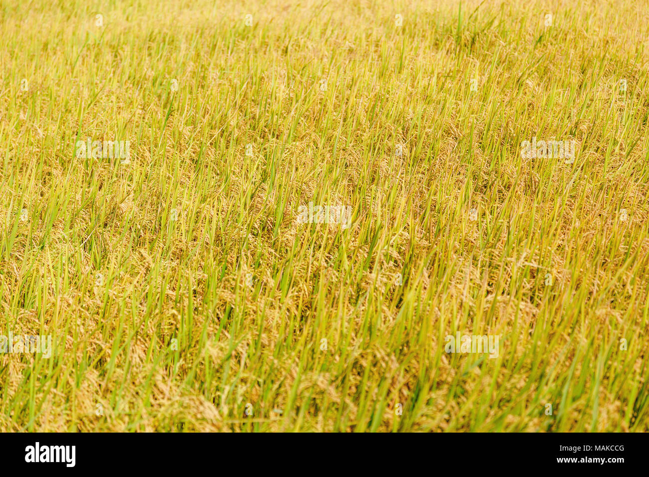 Reisfelder sri lanka -Fotos und -Bildmaterial in hoher Auflösung – Alamy