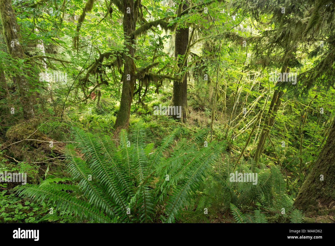 Farn bedeckt waldboden -Fotos und -Bildmaterial in hoher Auflösung – Alamy