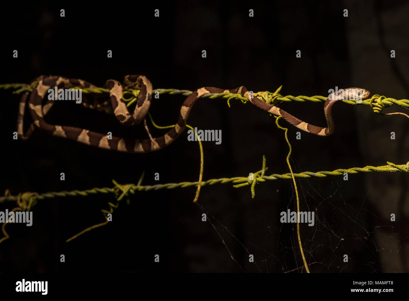 Fiddle string snake -Fotos und -Bildmaterial in hoher Auflösung – Alamy