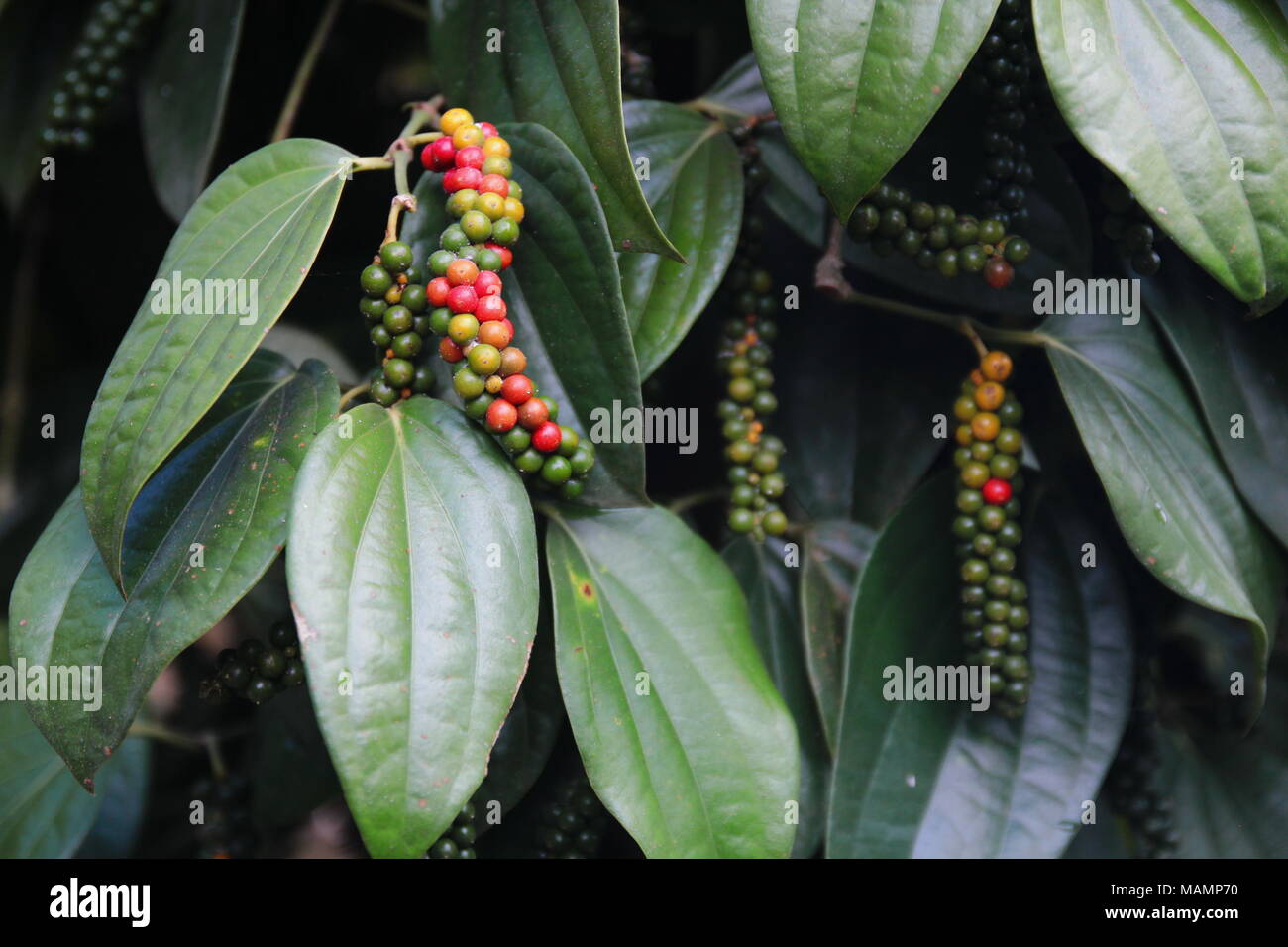 Sarawak pepper -Fotos und -Bildmaterial in hoher Auflösung – Alamy