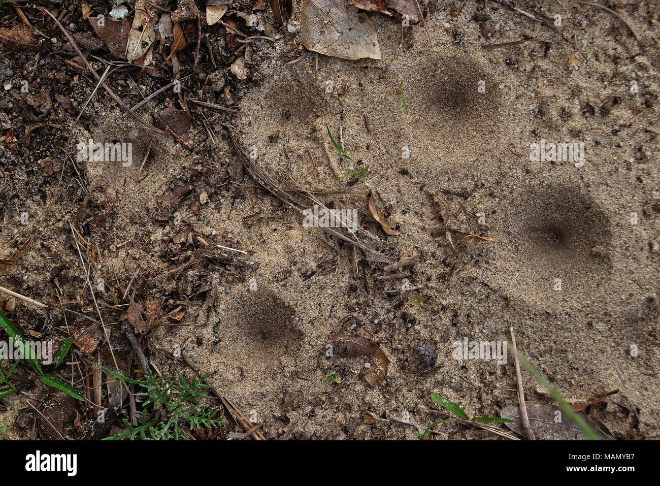 Sandiger ton oder sandiger lehm -Fotos und -Bildmaterial in hoher ...