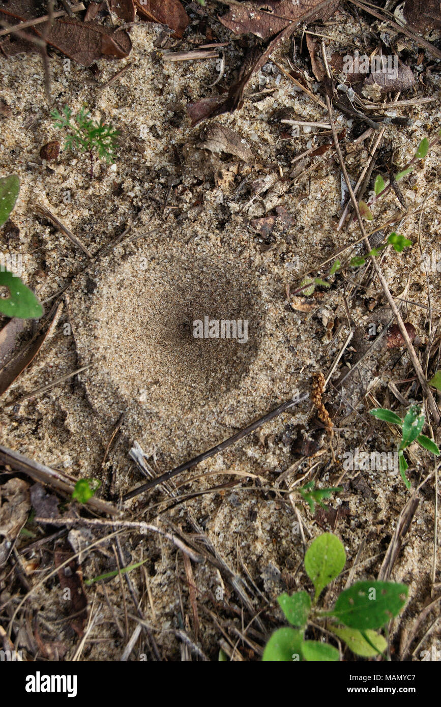 Sandiger ton oder sandiger lehm -Fotos und -Bildmaterial in hoher ...