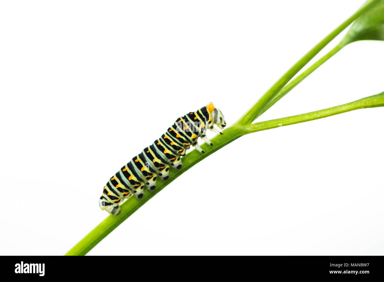 Raupe auf gelber wildpflanze -Fotos und -Bildmaterial in hoher ...
