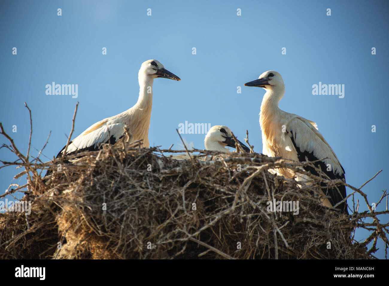 Störche eier nest -Fotos und -Bildmaterial in hoher Auflösung – Alamy
