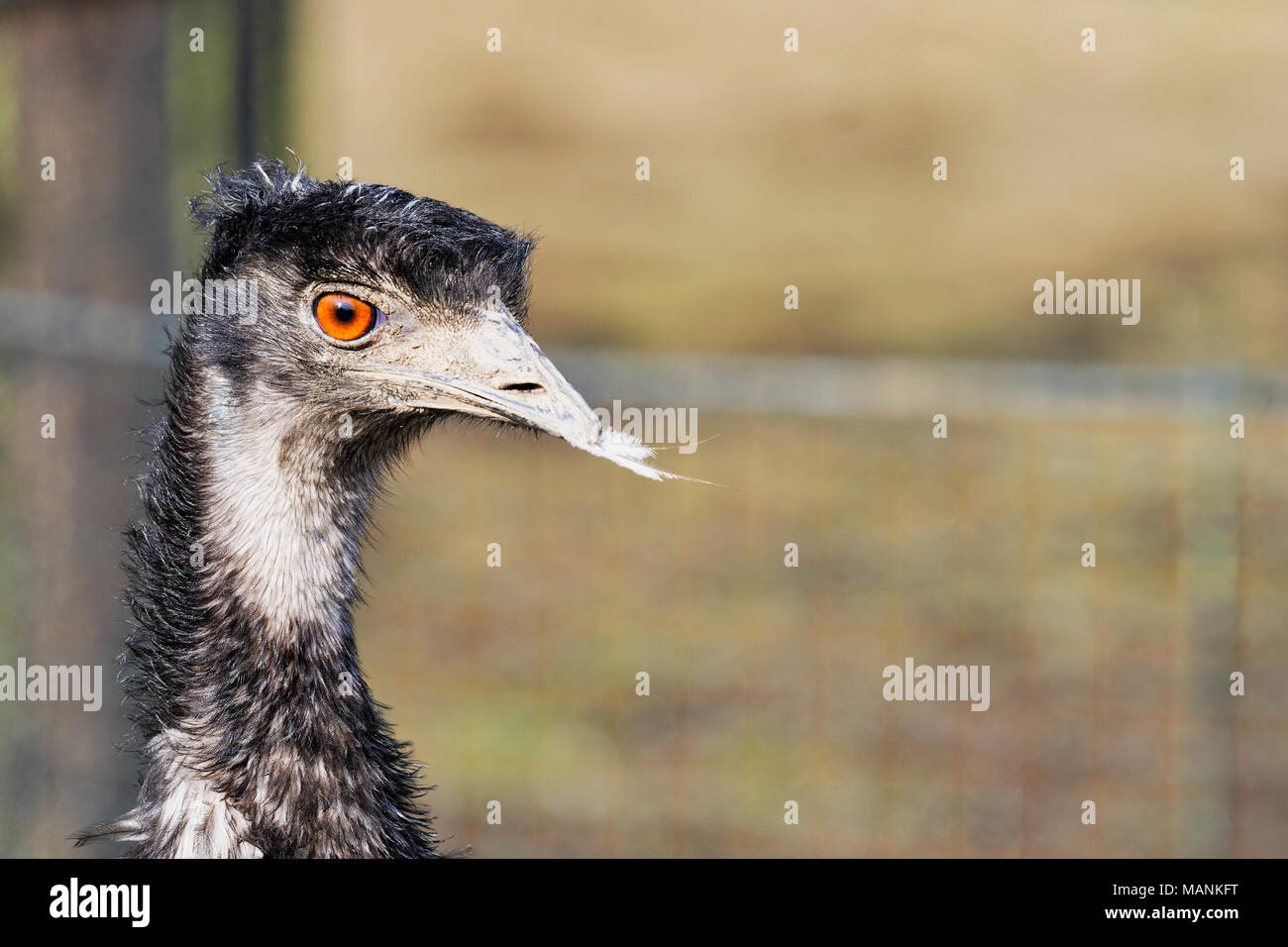 Emu Schaut Dich An Stockfotos und -bilder Kaufen - Alamy