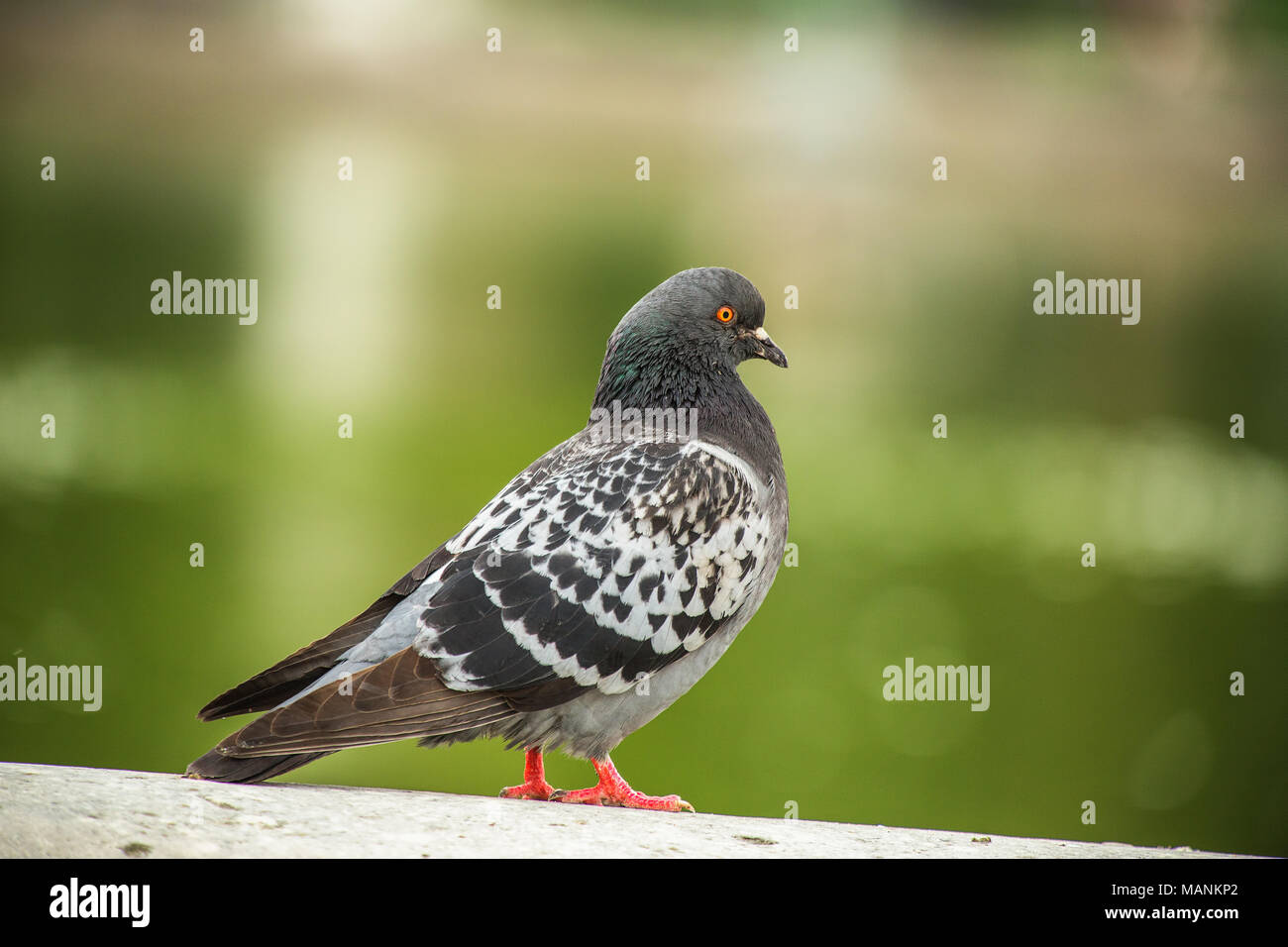Frankreich dove -Fotos und -Bildmaterial in hoher Auflösung – Alamy