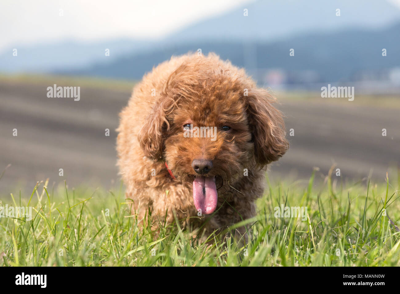 Brauner pudel -Fotos und -Bildmaterial in hoher Auflösung – Alamy