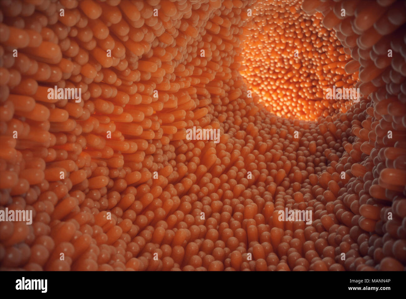 Menschlicher darm -Fotos und -Bildmaterial in hoher Auflösung – Alamy