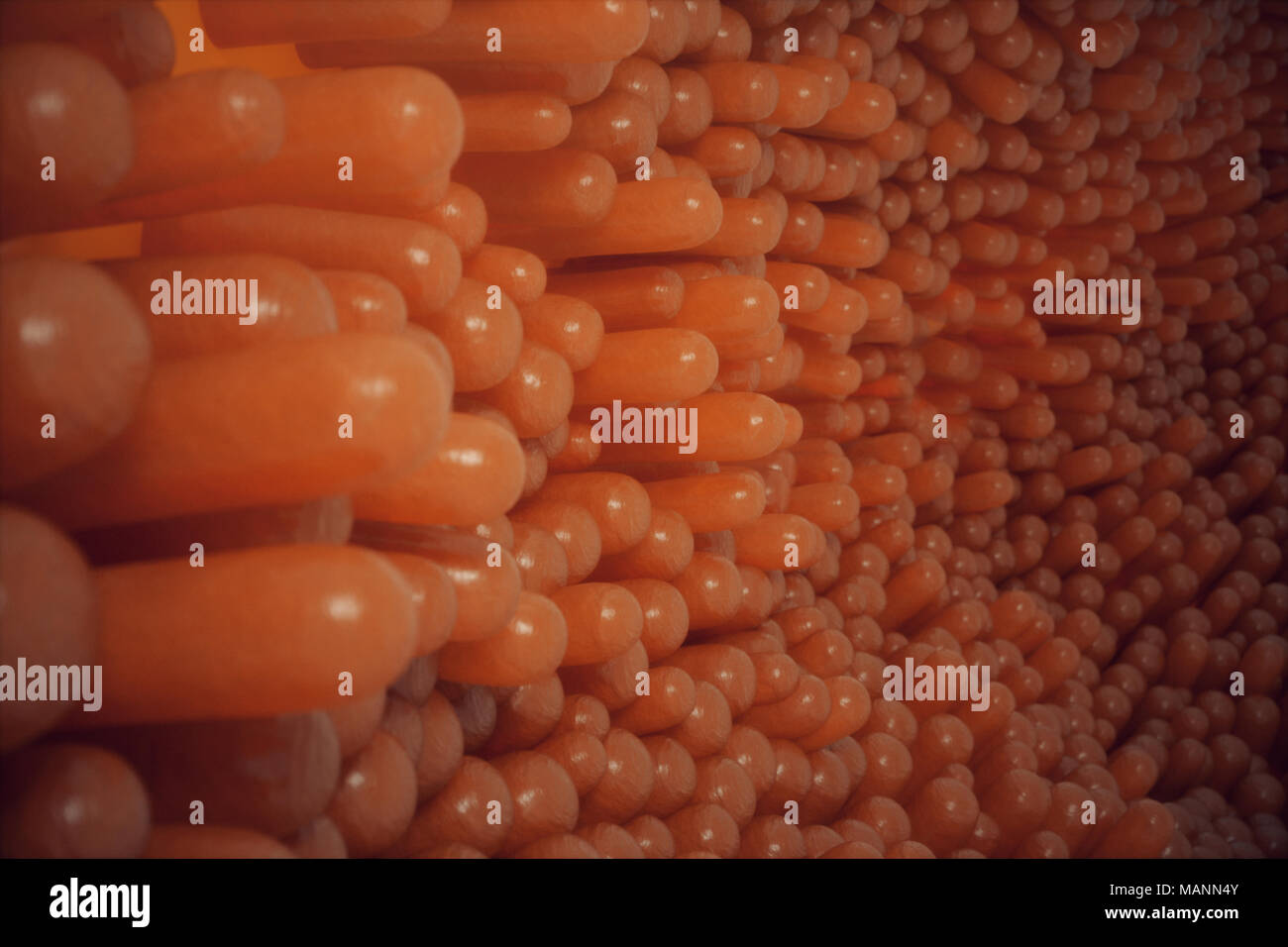 Diagramm des menschlichen dünndarms -Fotos und -Bildmaterial in hoher ...