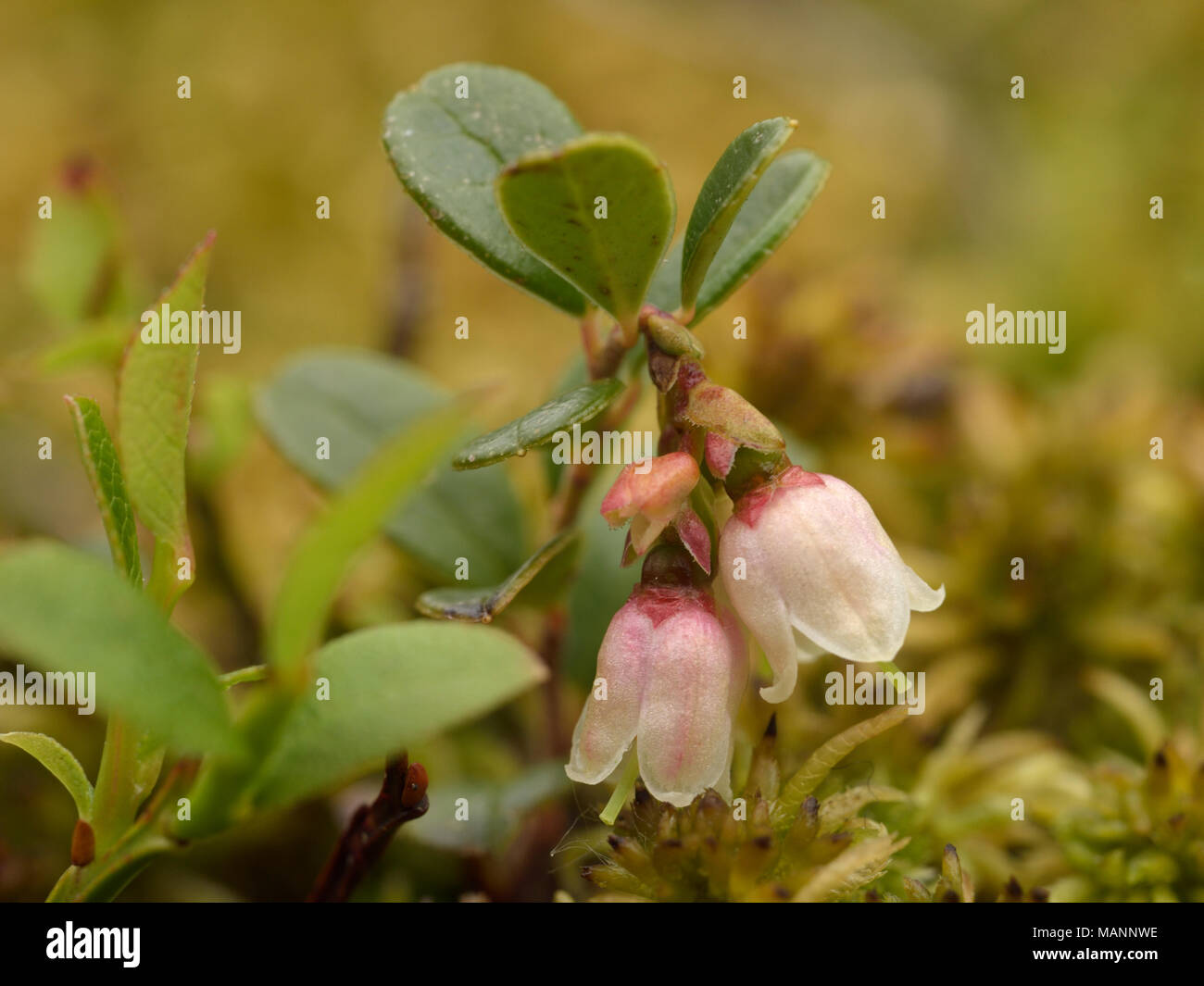 Berg cranberry -Fotos und -Bildmaterial in hoher Auflösung – Alamy