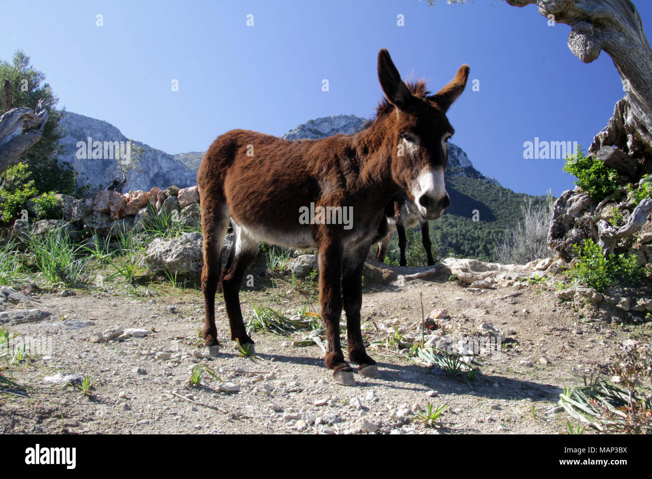 Small donkey -Fotos und -Bildmaterial in hoher Auflösung – Alamy