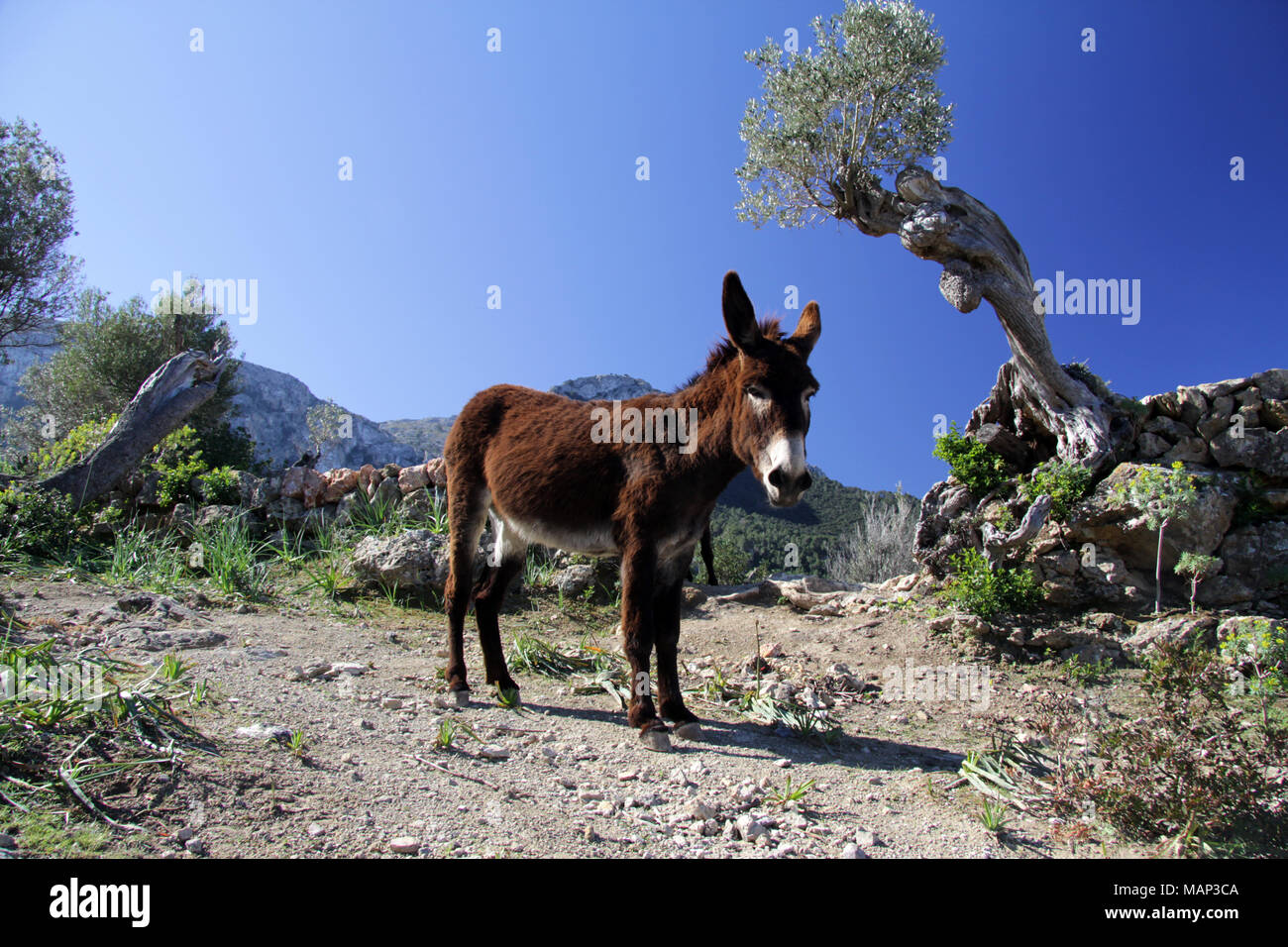 Esel esel -Fotos und -Bildmaterial in hoher Auflösung – Alamy