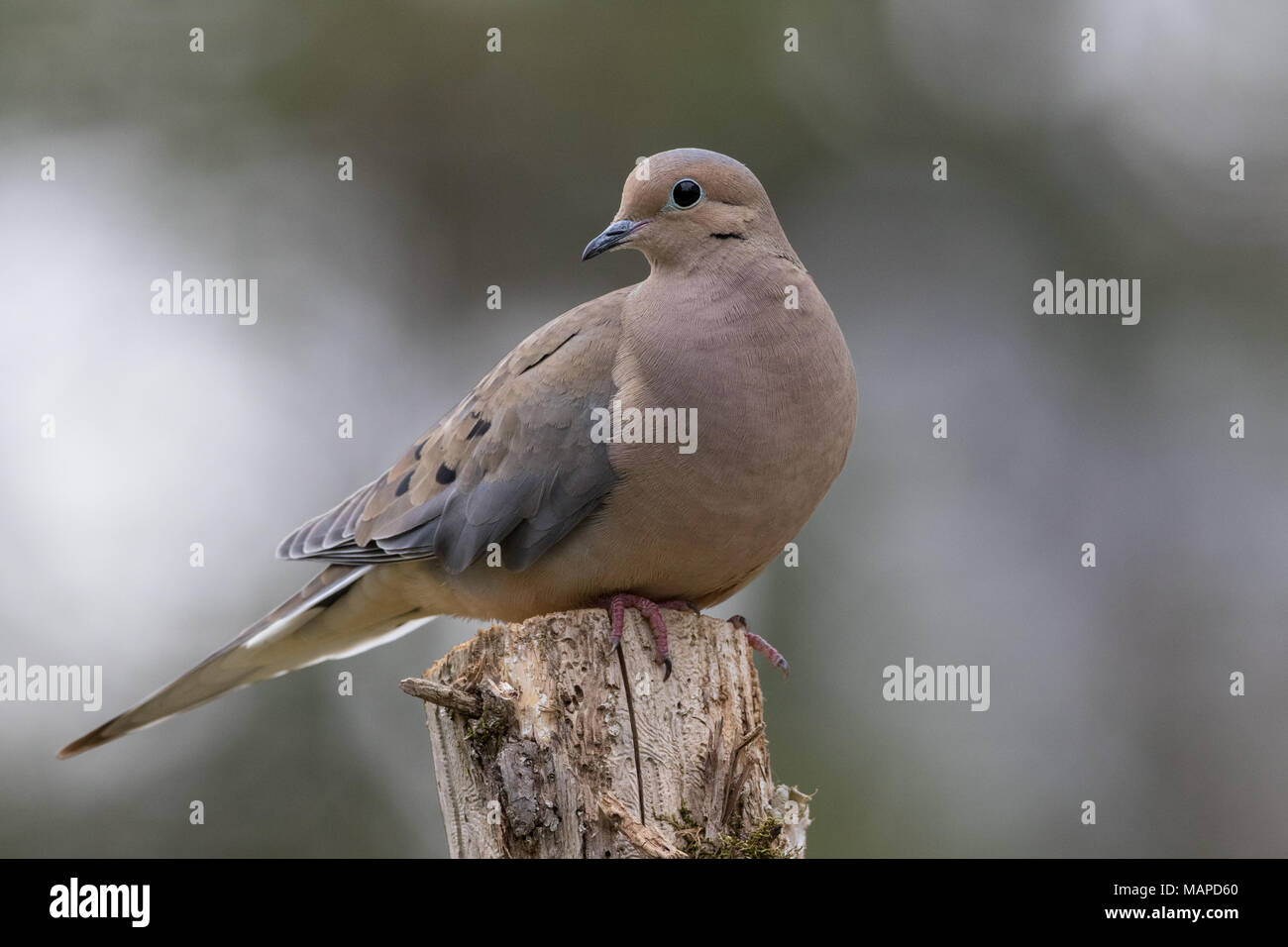 Taube friedenssymbol -Fotos und -Bildmaterial in hoher Auflösung – Alamy