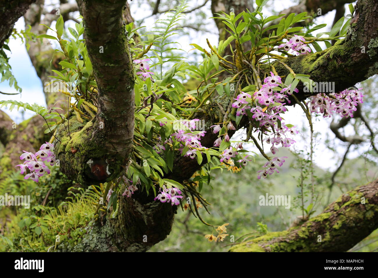 Wilde orchidee -Fotos und -Bildmaterial in hoher Auflösung – Alamy