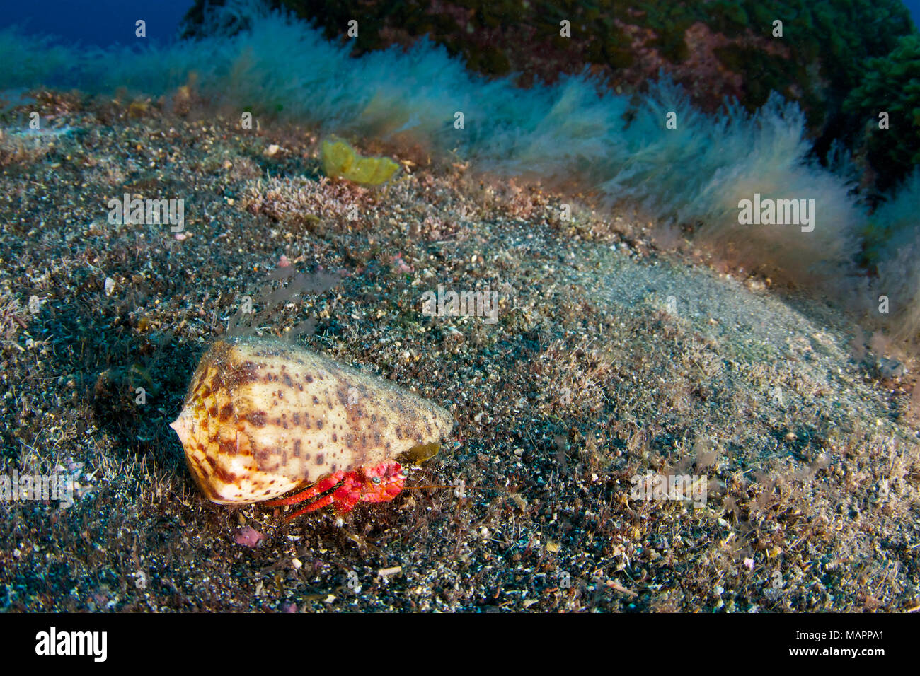 Conus pulcher -Fotos und -Bildmaterial in hoher Auflösung – Alamy
