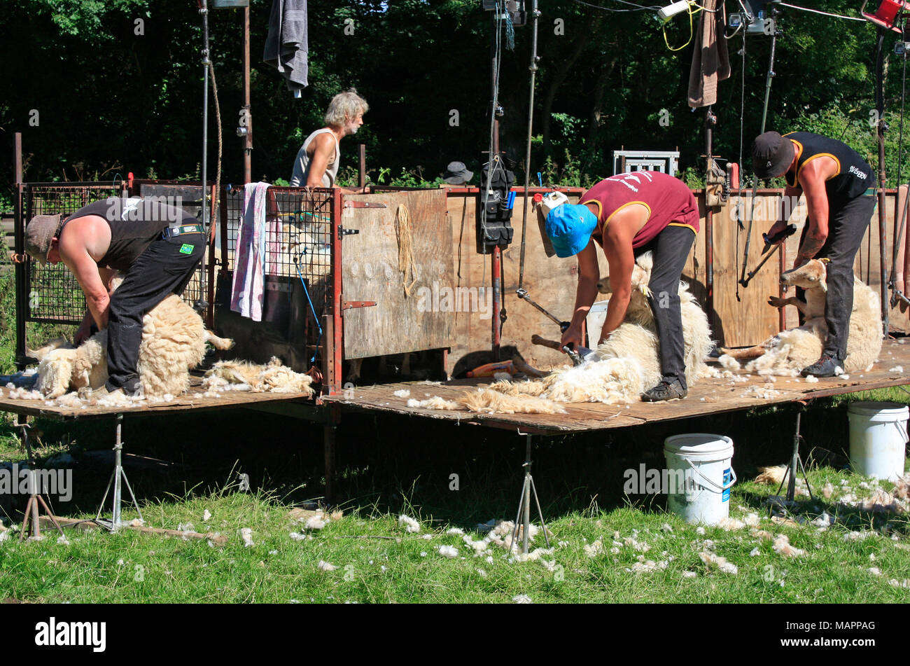 Schere schermaschine -Fotos und -Bildmaterial in hoher Auflösung – Alamy