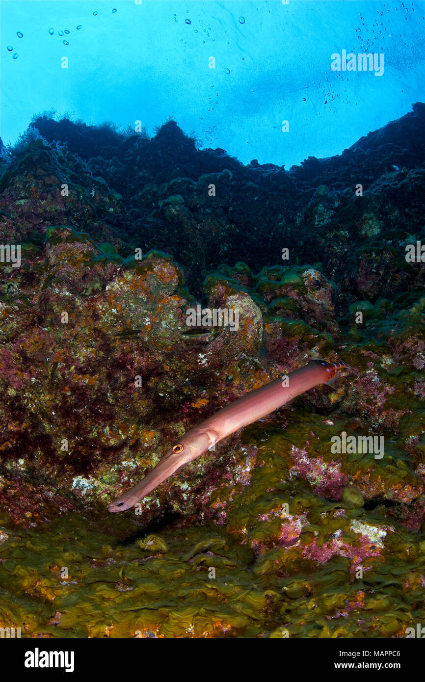 Pez trompeta atlantico -Fotos und -Bildmaterial in hoher Auflösung – Alamy