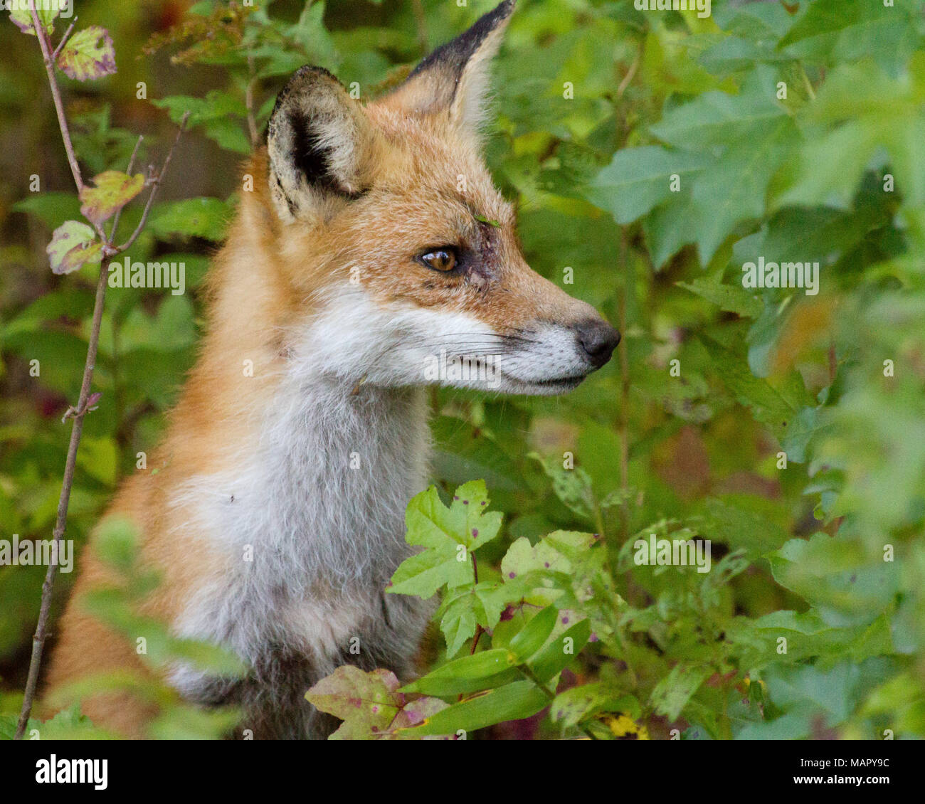 Fuchs rotfuchs tier im wald sitzen -Fotos und -Bildmaterial in hoher ...