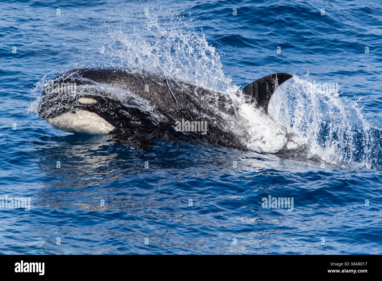 Orca Orcinus Orca Side Stockfotos und -bilder Kaufen - Seite 2 - Alamy