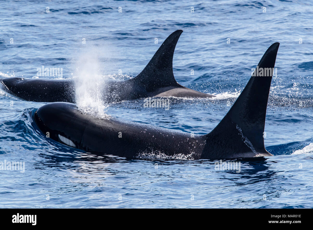 Orca stier -Fotos und -Bildmaterial in hoher Auflösung – Alamy