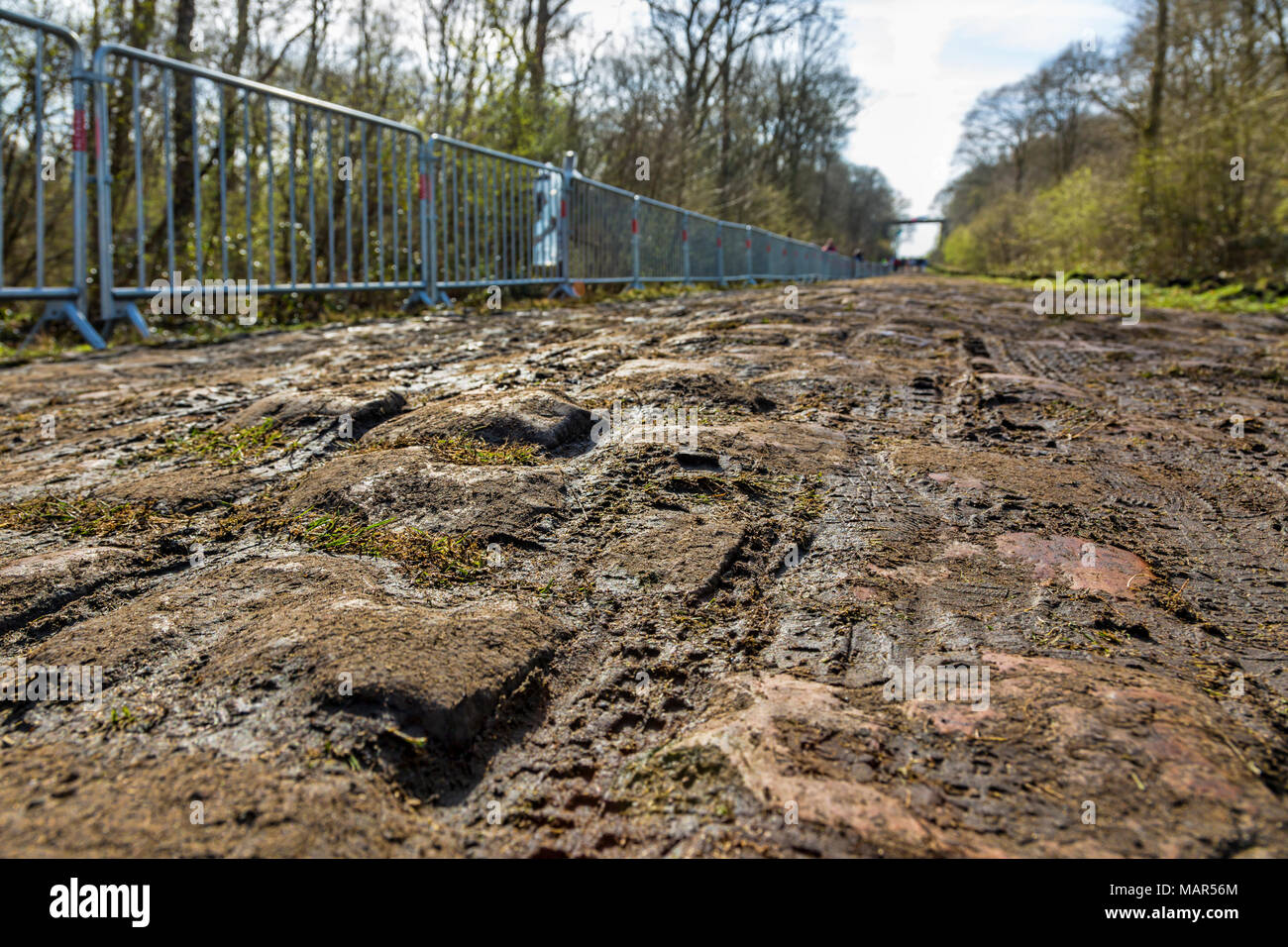 Bild des berühmten gepflasterten Straße vom Wald von Arenberg (Pave d ...