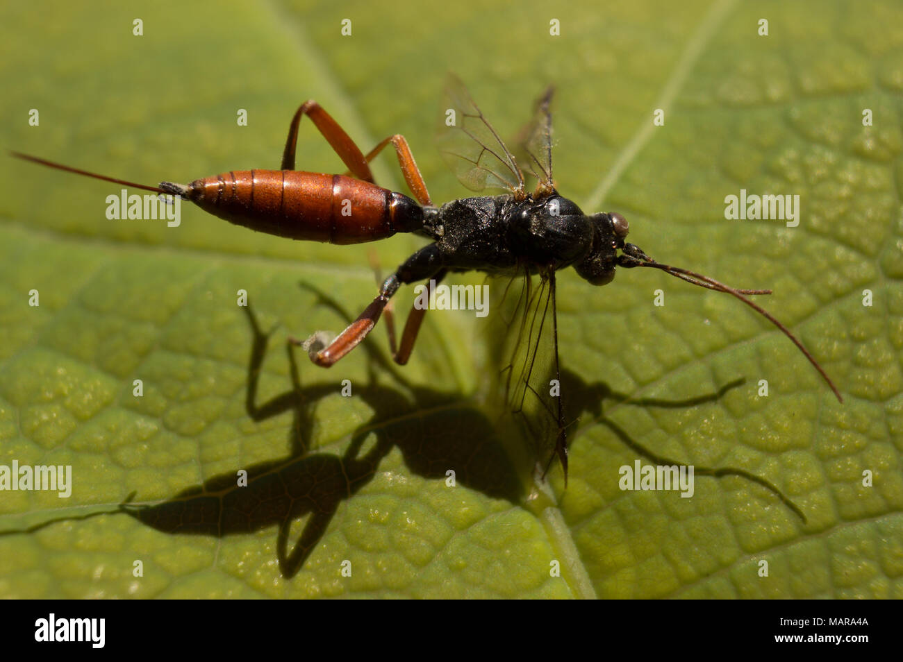 Insekt ovipositor nahaufnahme -Fotos und -Bildmaterial in hoher ...