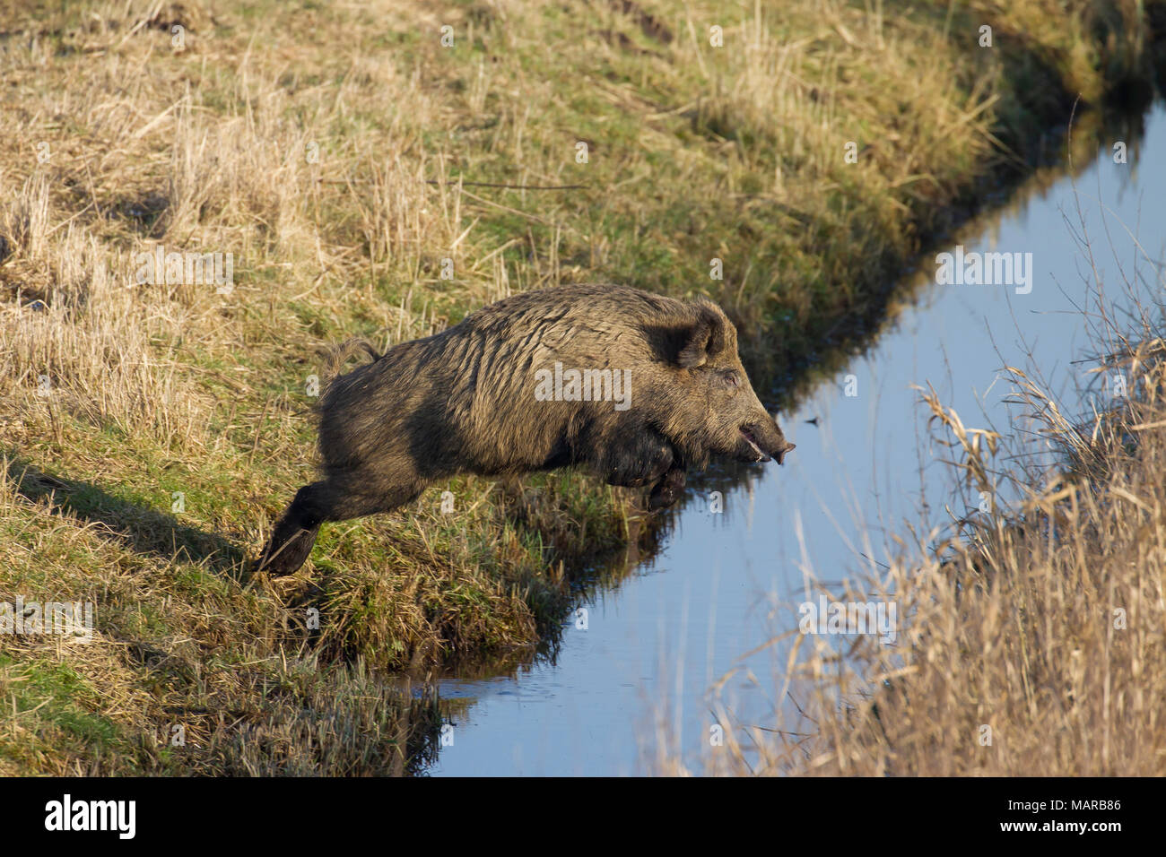 Wildschwein (Sus scrofa). Sow Sprung über einen Graben. Deutschland ...
