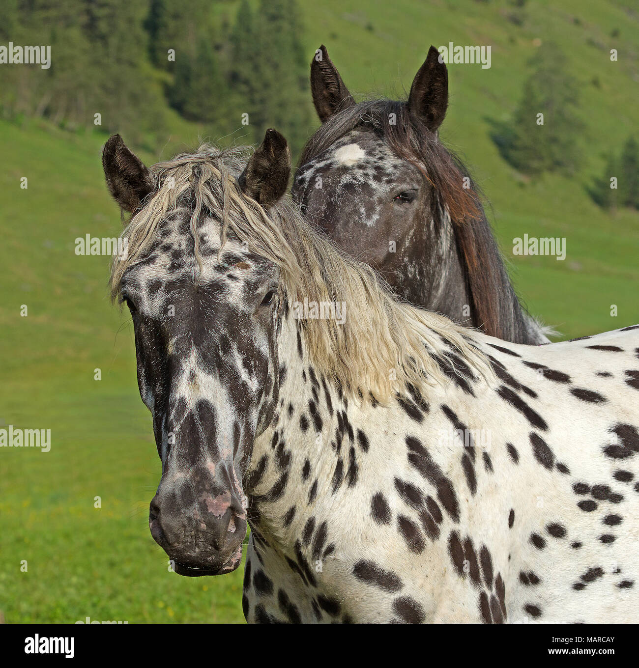 Noriker horses Stockfotos und -bilder Kaufen - Alamy