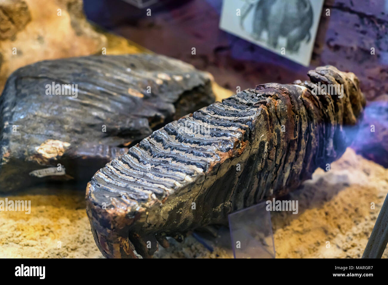 Echte ausgegrabene fossilien -Fotos und -Bildmaterial in hoher ...