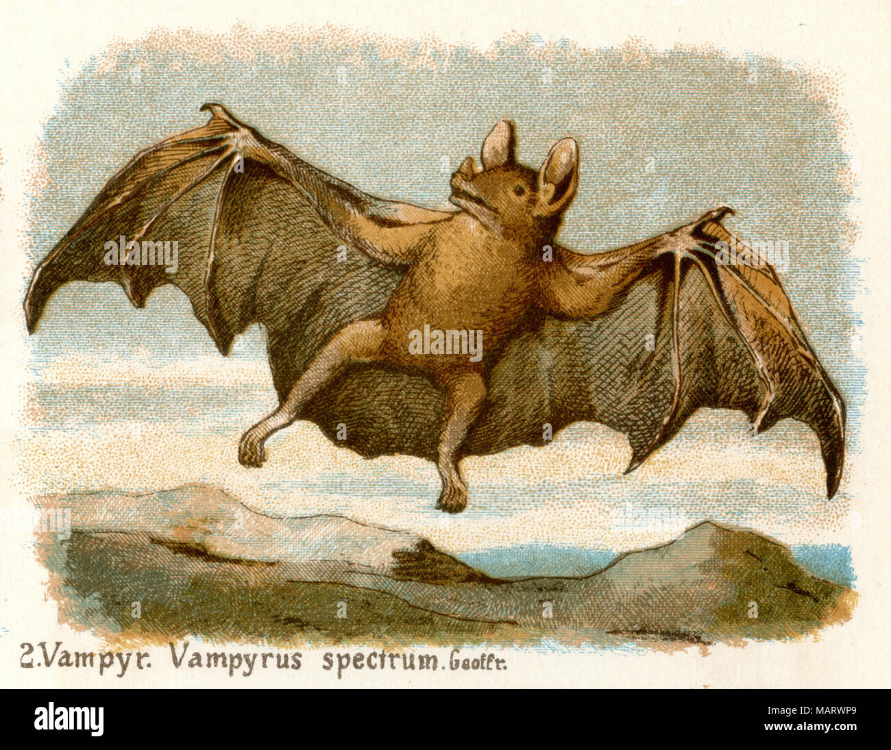 Spectral bat -Fotos und -Bildmaterial in hoher Auflösung – Alamy