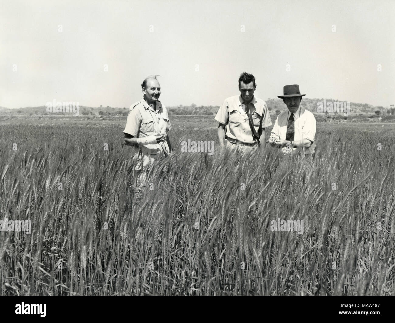 Meesrs Strauss, Haney & Tracey in Weizen, Rhodesian Auswahl Vertrauen ...
