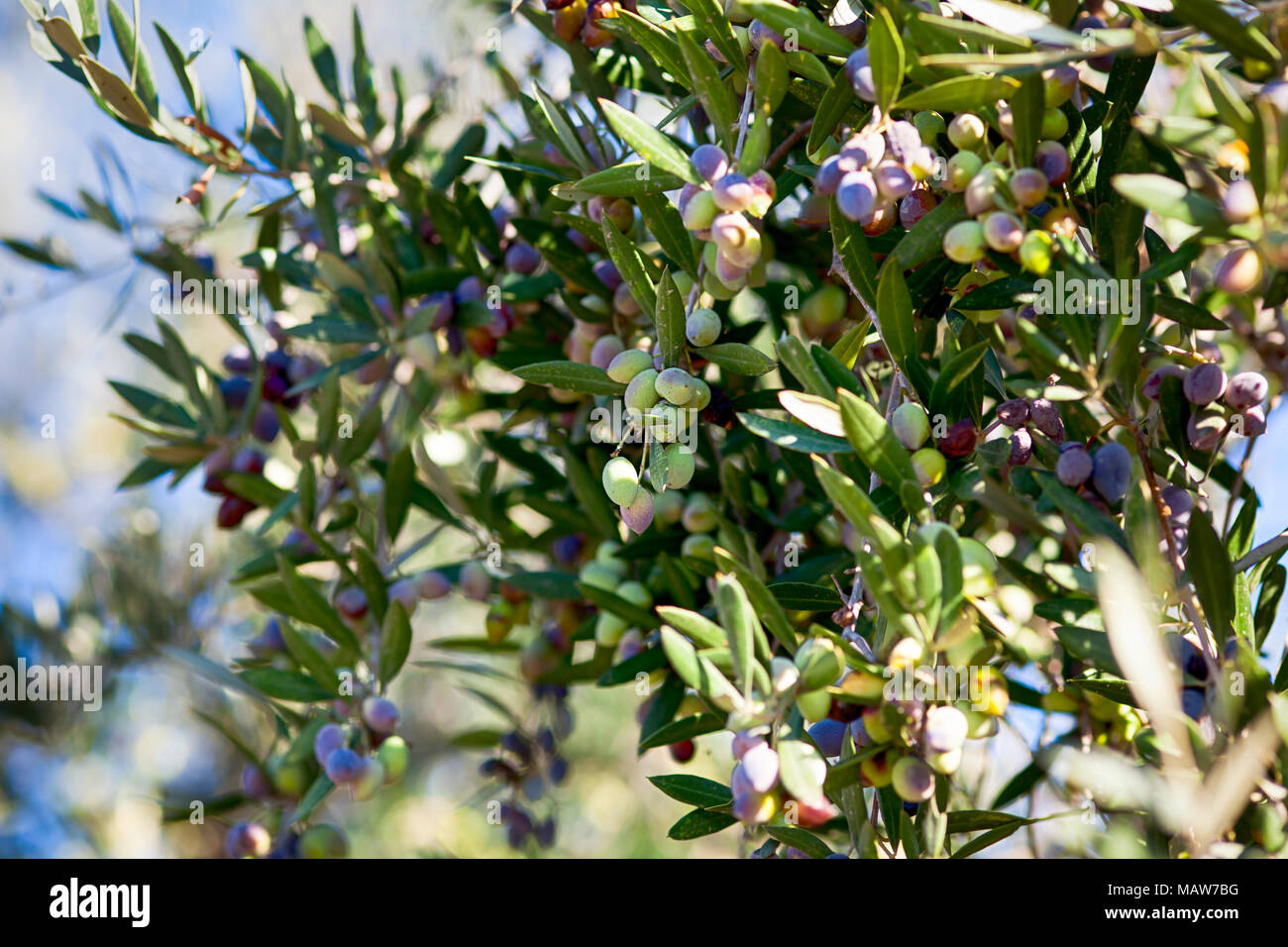 Olive baum -Fotos und -Bildmaterial in hoher Auflösung – Alamy
