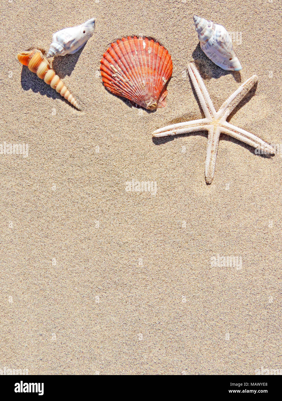 Strand Hintergrund mit Sand, Muscheln, Seesterne und Kopieren. Sommer ...